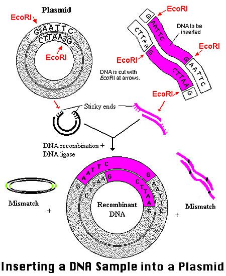 STEPS IN DNA CLONING